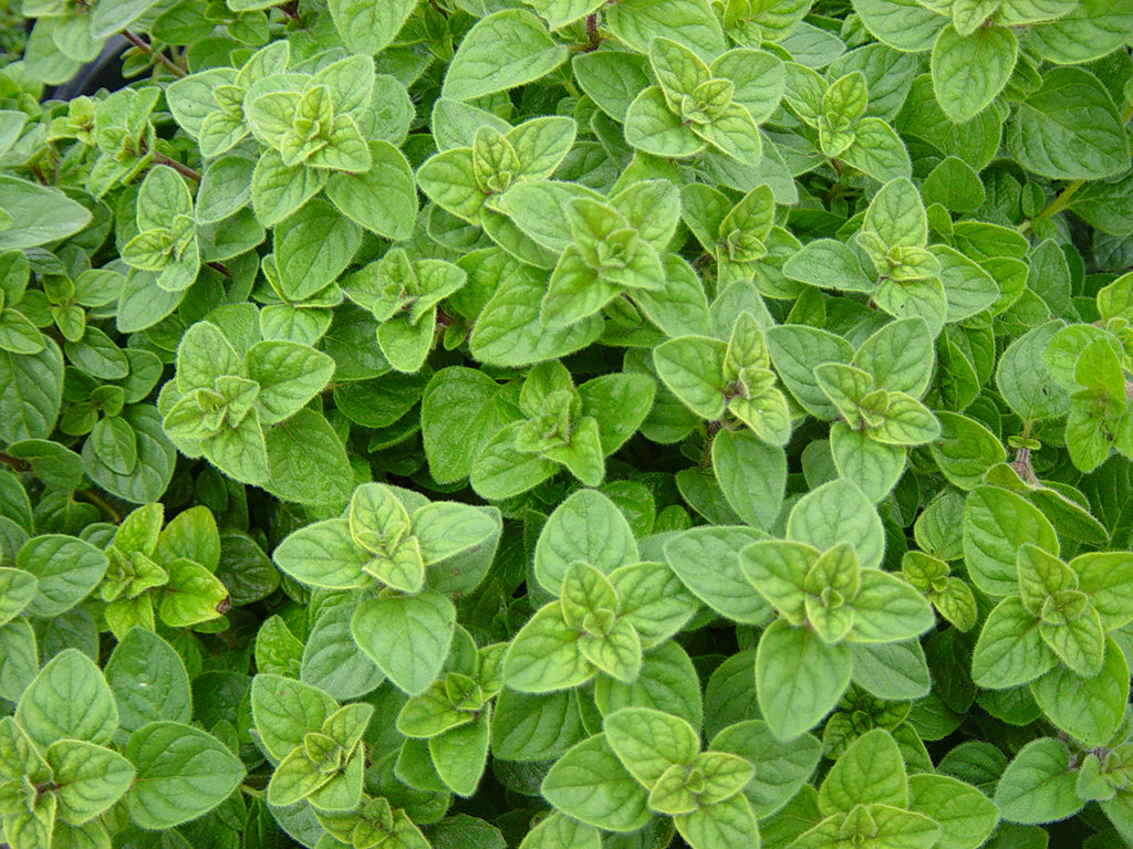 Oregano ätherisches Öl – Bioaroma Crete